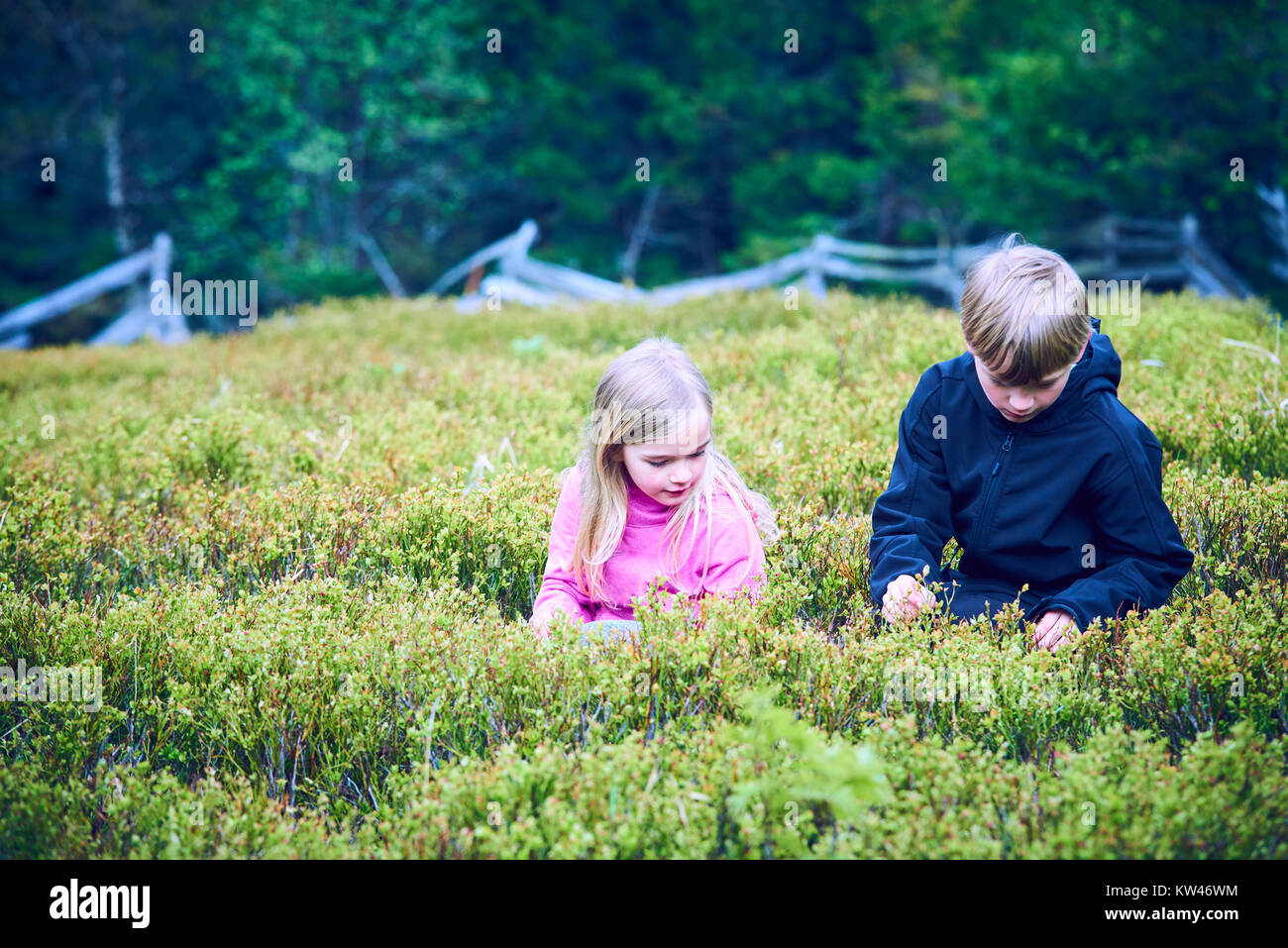 Child blond girl and boy picking fresh berries on blueberry field in ...
