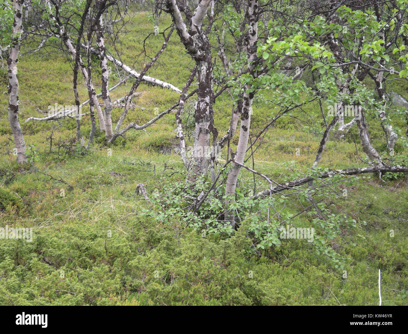 Various deciduous trees birch hi-res stock photography and images - Alamy