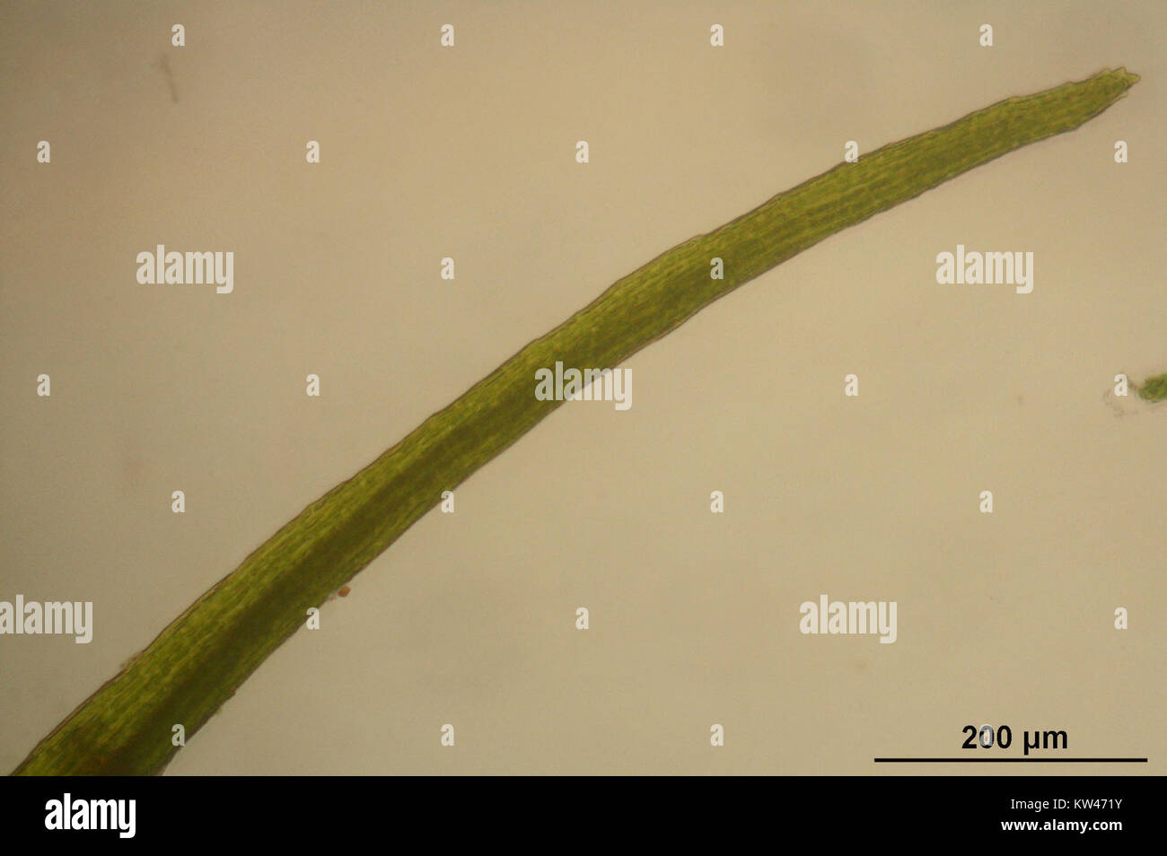 Wetland classification hi-res stock photography and images - Alamy
