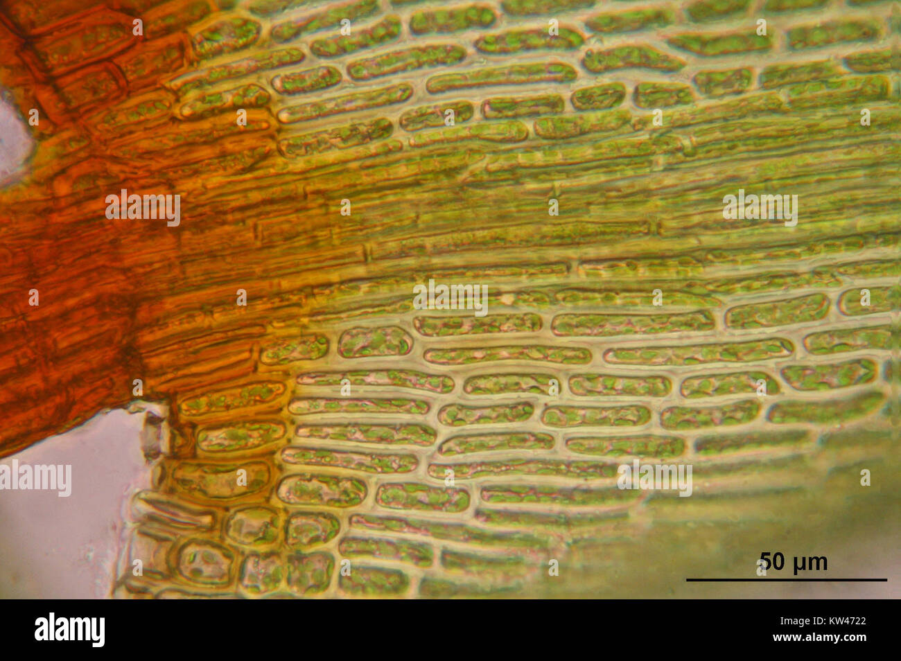 Blindia hi-res stock photography and images - Alamy