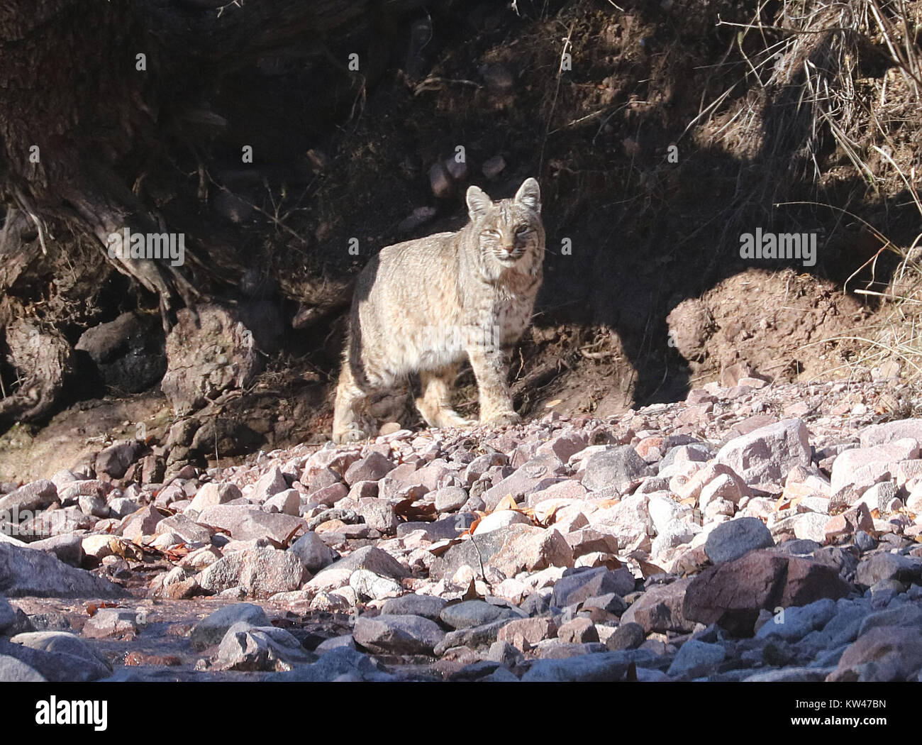 BOBCAT (Lynx rufus) (1 27 2017) pena blanca canyon, santa cruz co, az ...