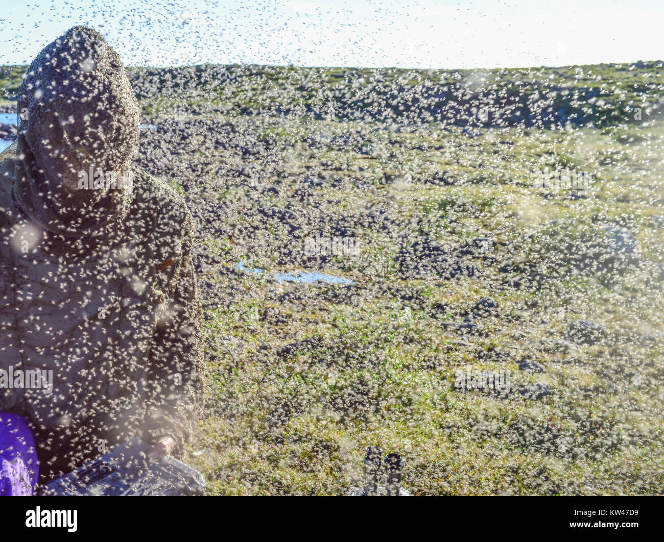 The Black Fly Attack on the Dubawnt River in Nunavut, Canada, depicts ...