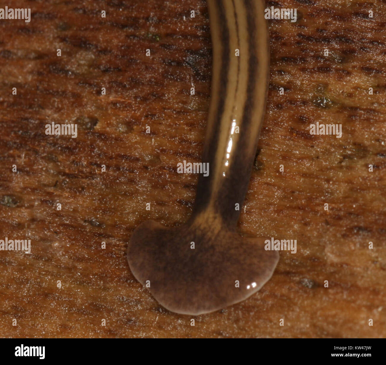 A detailed image of the head of Bipalium kewense, a species of land ...