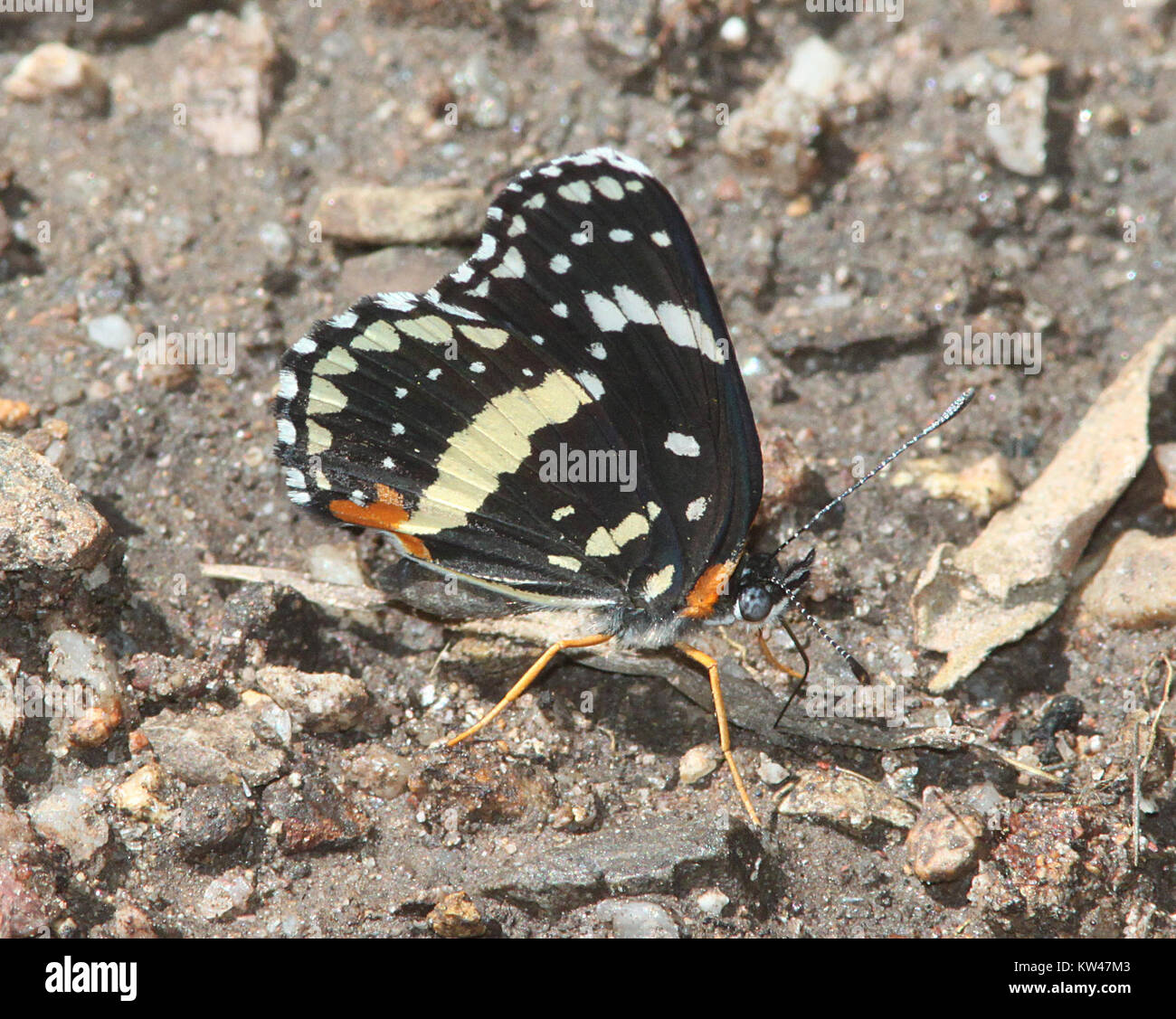 The Bordered Patch (Chlosyne lacinia) is a butterfly species, observed ...