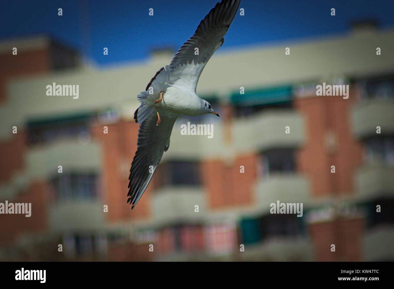 A bird soars in flight above the Cascada Monumental, a notable landmark ...