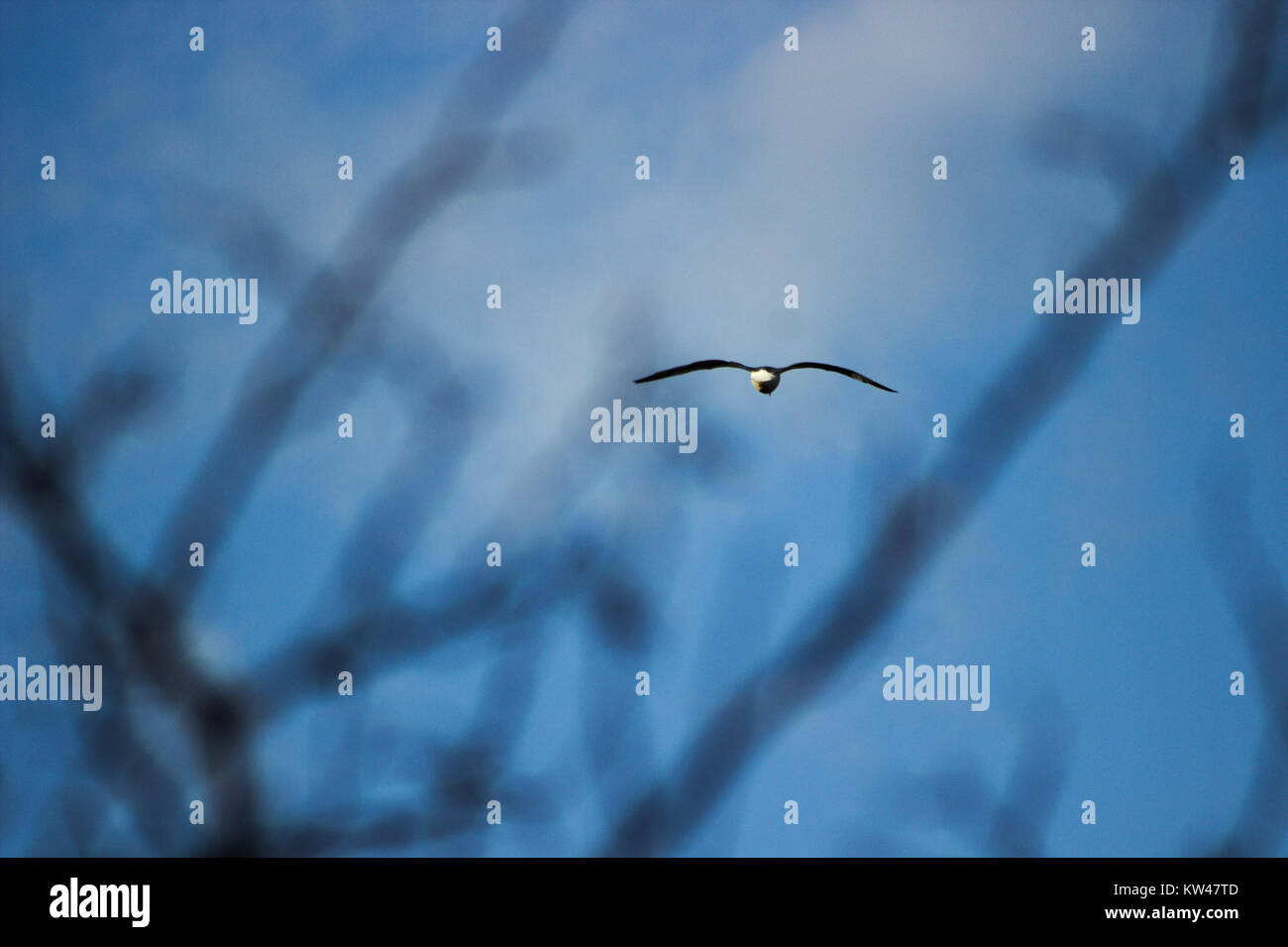 Dynamic wildlife photography hi-res stock photography and images - Alamy