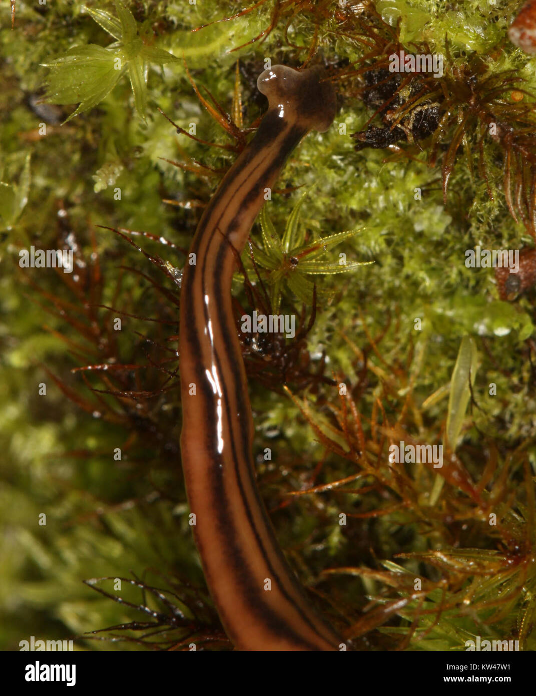 Bipalium Kewense High Resolution Stock Photography and Images - Alamy