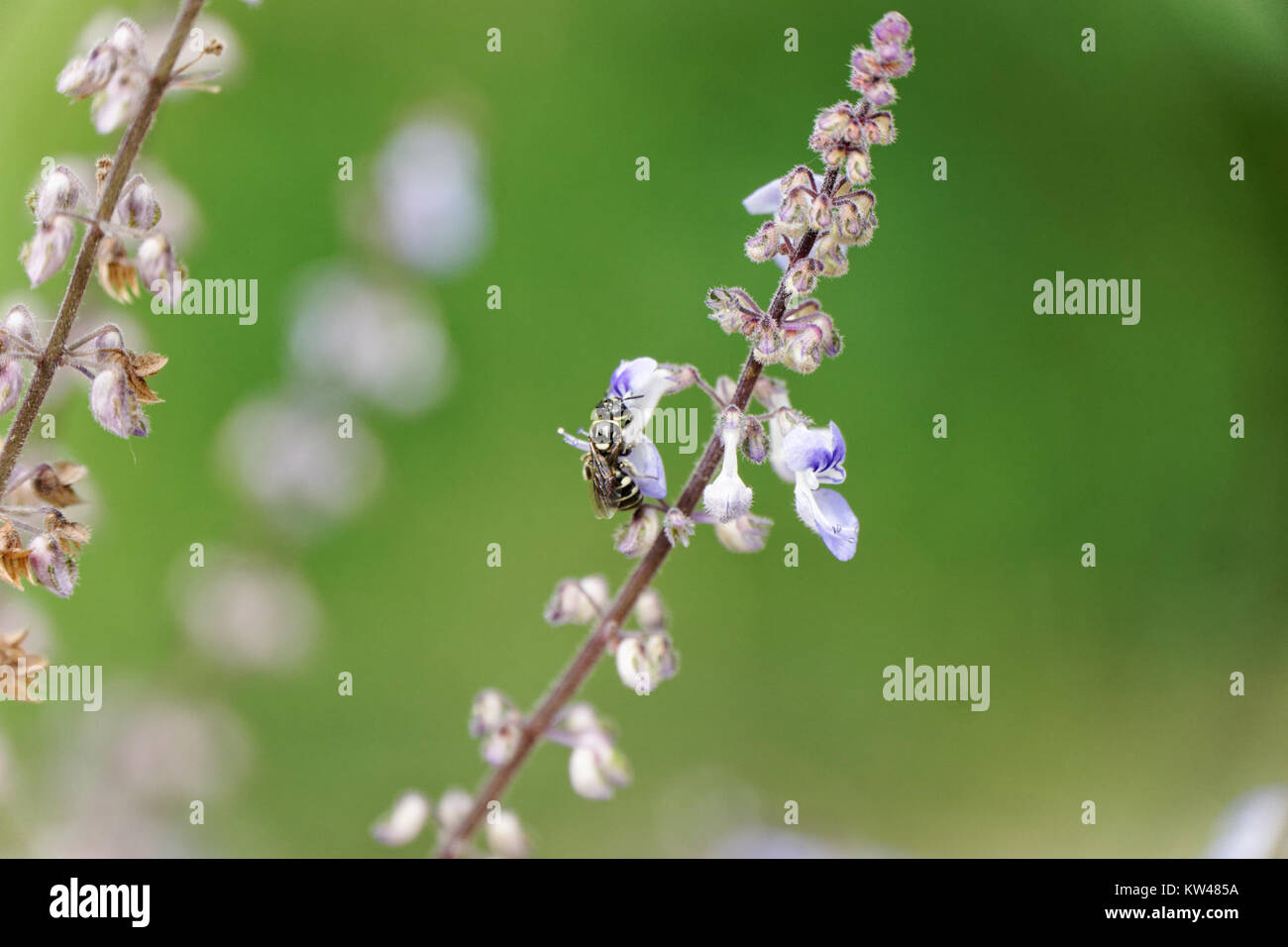 The image 'Black, white, purple' features a color composition with bold ...