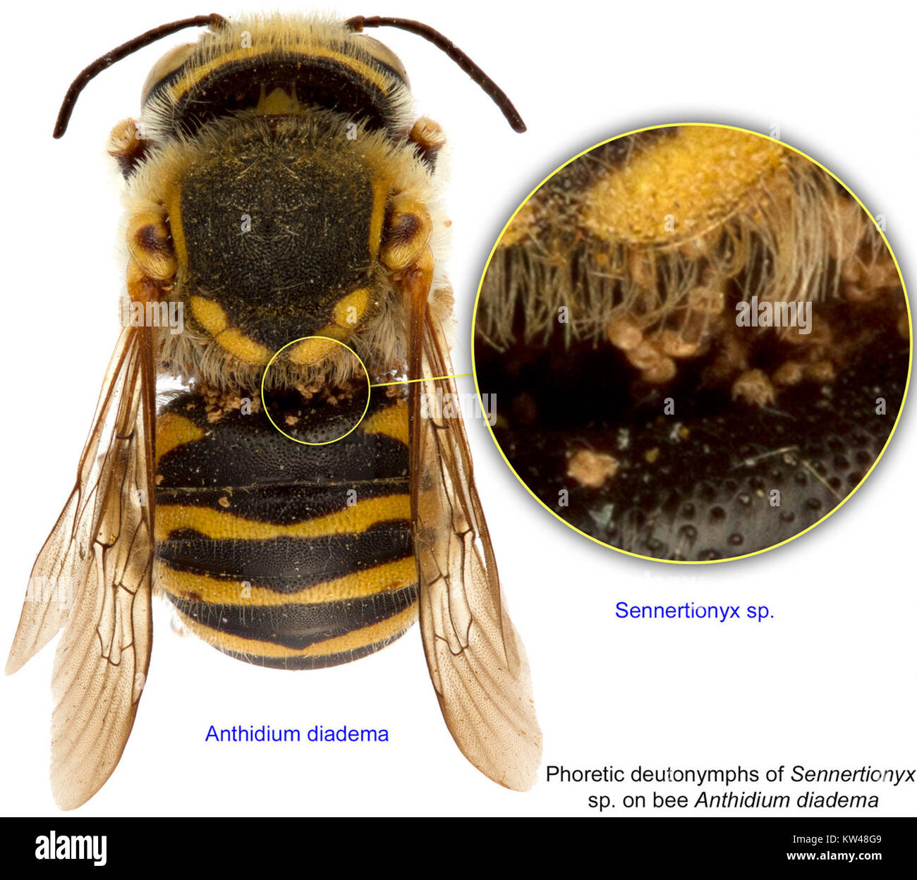 This scientific entry refers to the species *Anthidium diadema*, a type ...