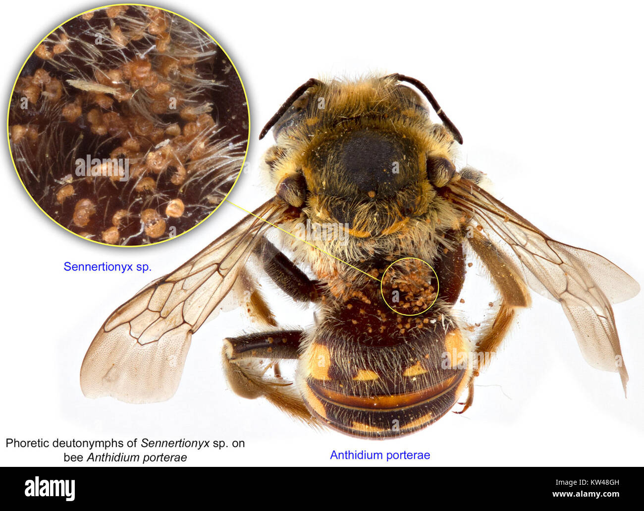 Anthidium species Cut Out Stock Images & Pictures - Alamy
