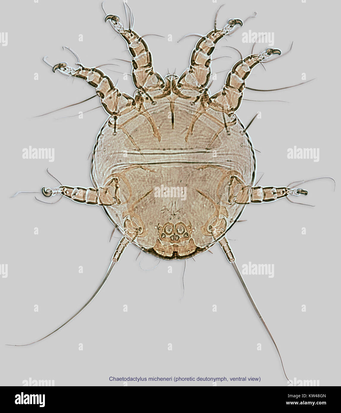 Micheneri hi-res stock photography and images - Alamy