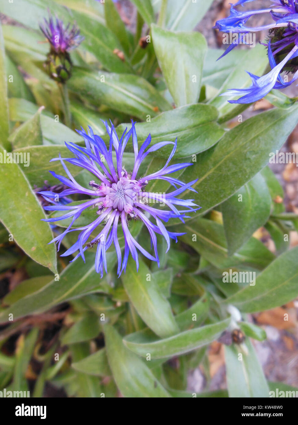 Cornflower identification hi-res stock photography and images - Alamy