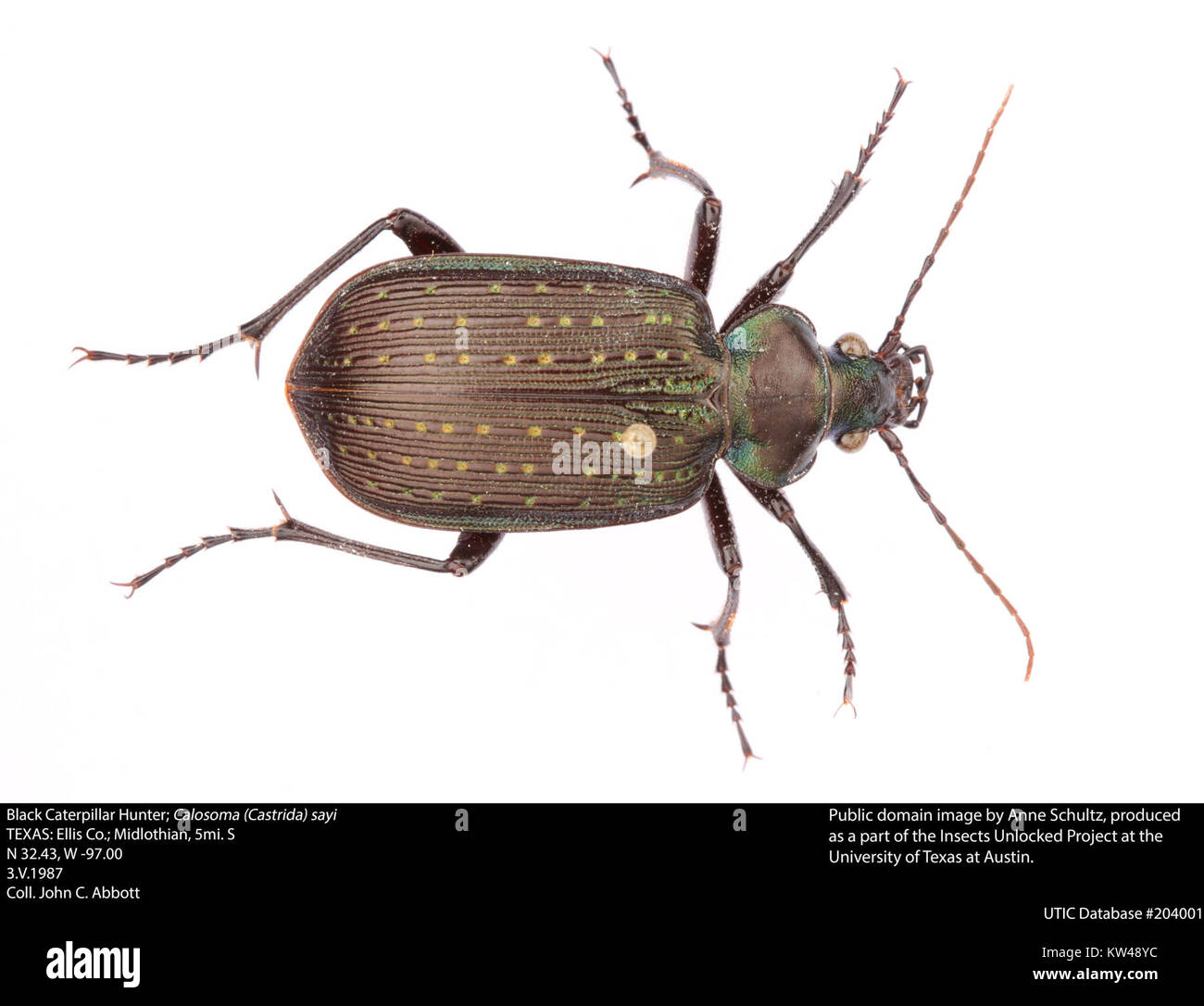 Caterpillar hunter beetle hi-res stock photography and images - Alamy
