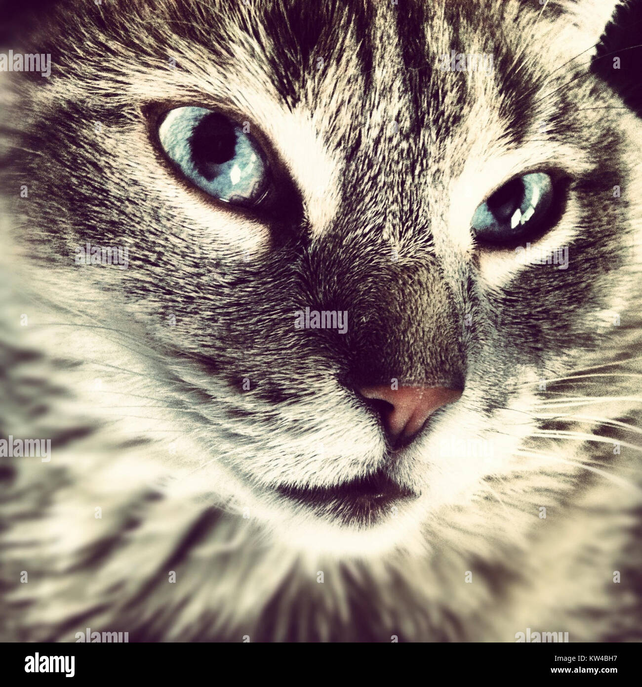 Striking cat features hi-res stock photography and images - Alamy
