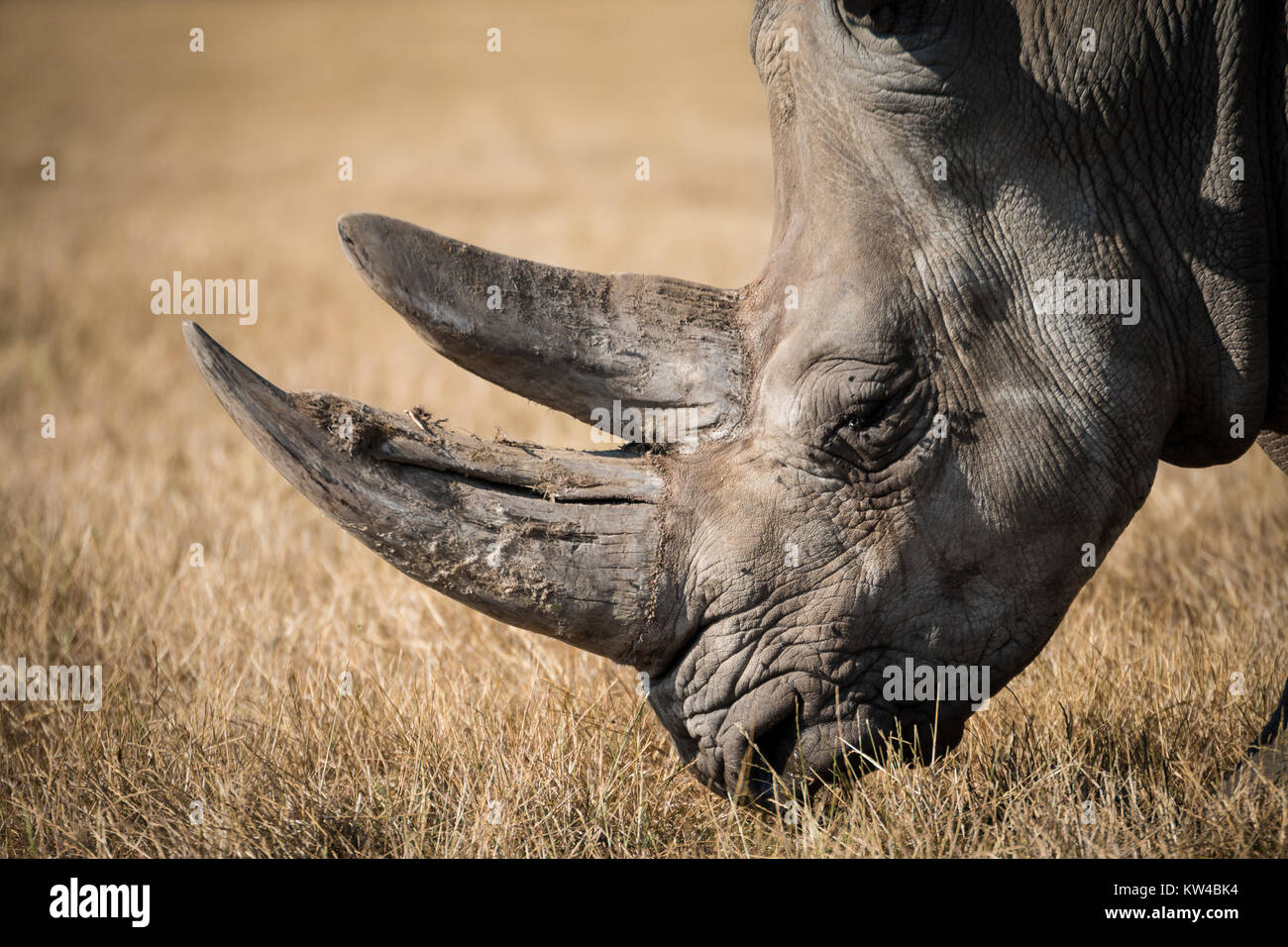 Black rhino population hi-res stock photography and images - Alamy