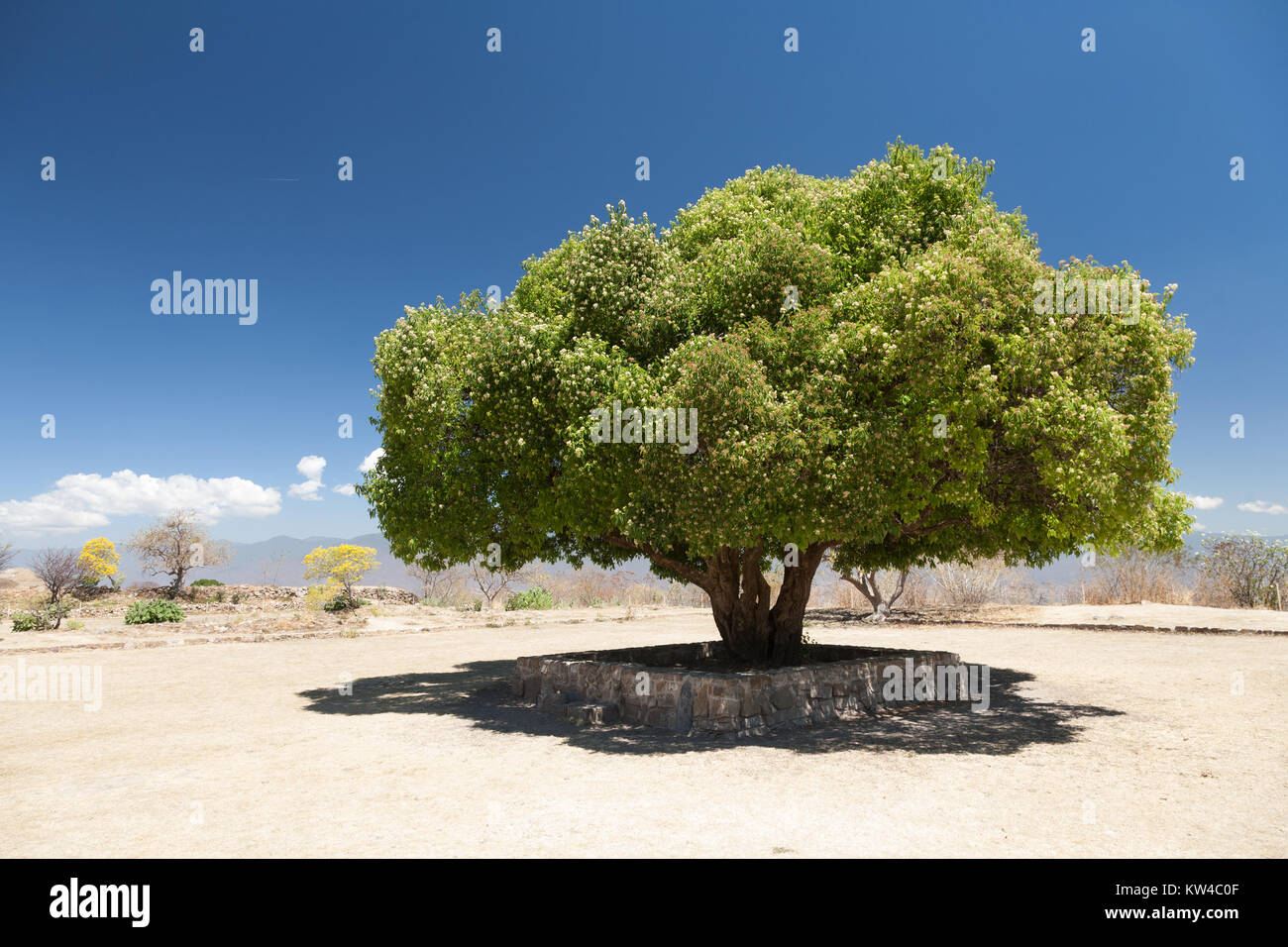 Beautiful tree in Monte Alban, a large pre-Columbian archaeological ...