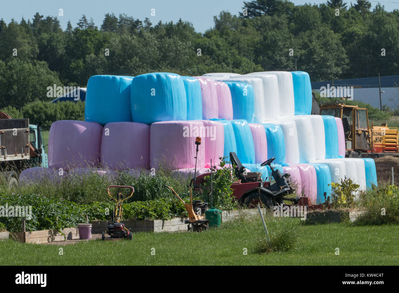 Silage bales in blue, pink, and white are commonly used in agriculture ...