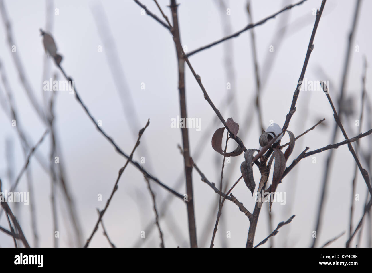 a detail of bush with branches without leaves in the winter time ...