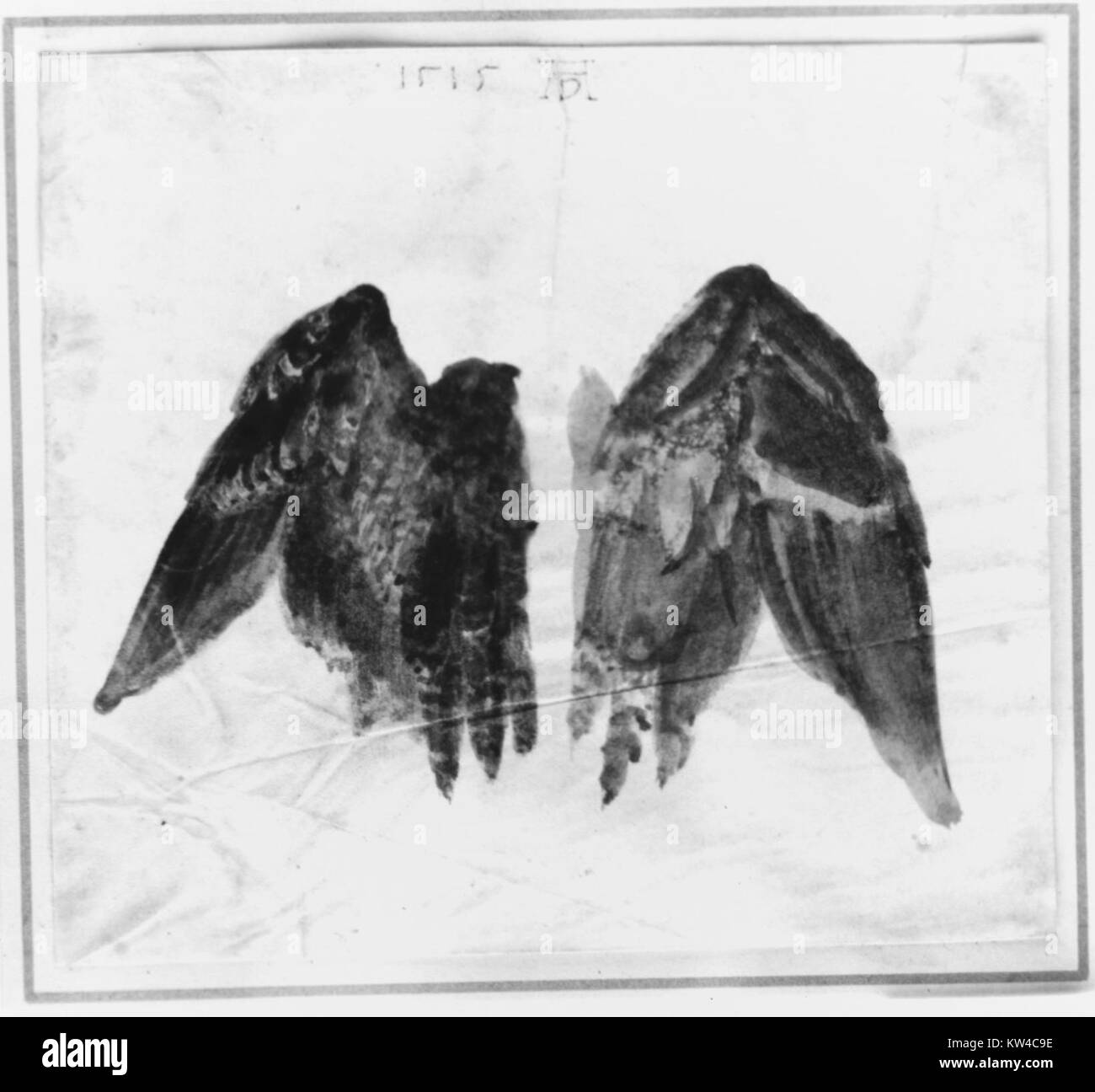 Anatomical wings Black and White Stock Photos & Images - Alamy