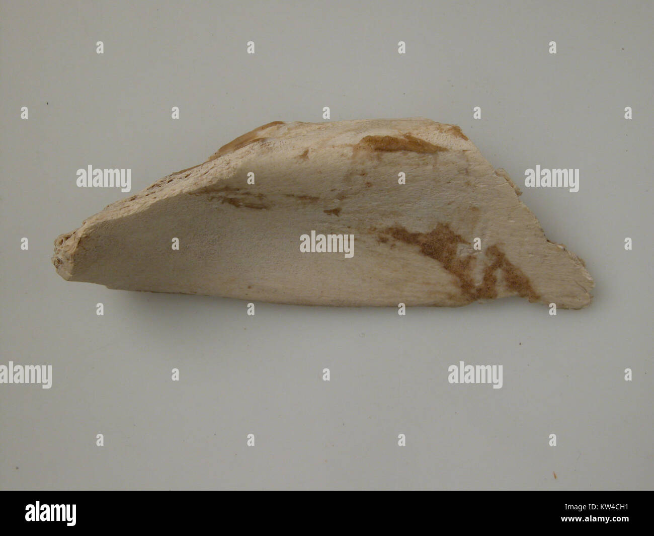 Bone MET Cop0309 is a notable skeletal specimen housed in the ...