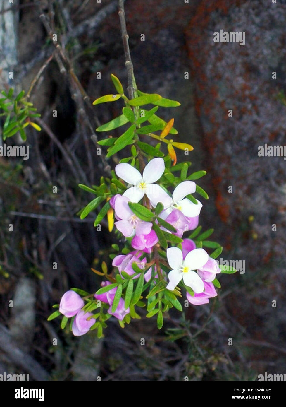 Boronia imlayensis hi-res stock photography and images - Alamy