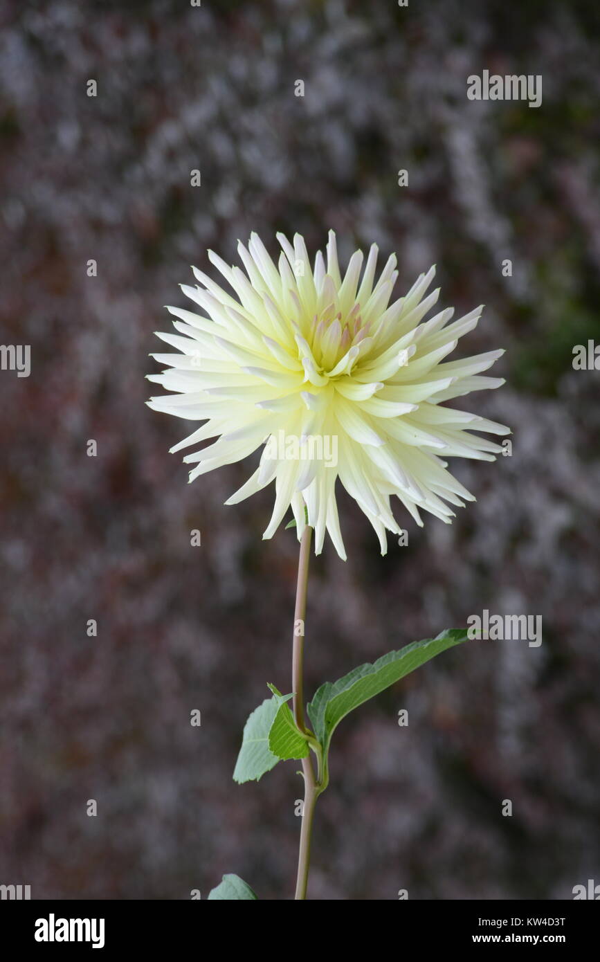 Greeny flower hi-res stock photography and images - Alamy
