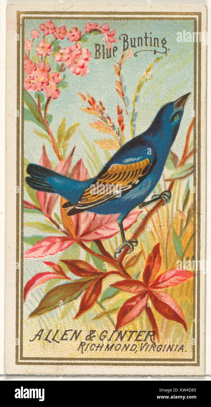 The Blue Bunting is a bird depicted in the 'Birds of America' series ...