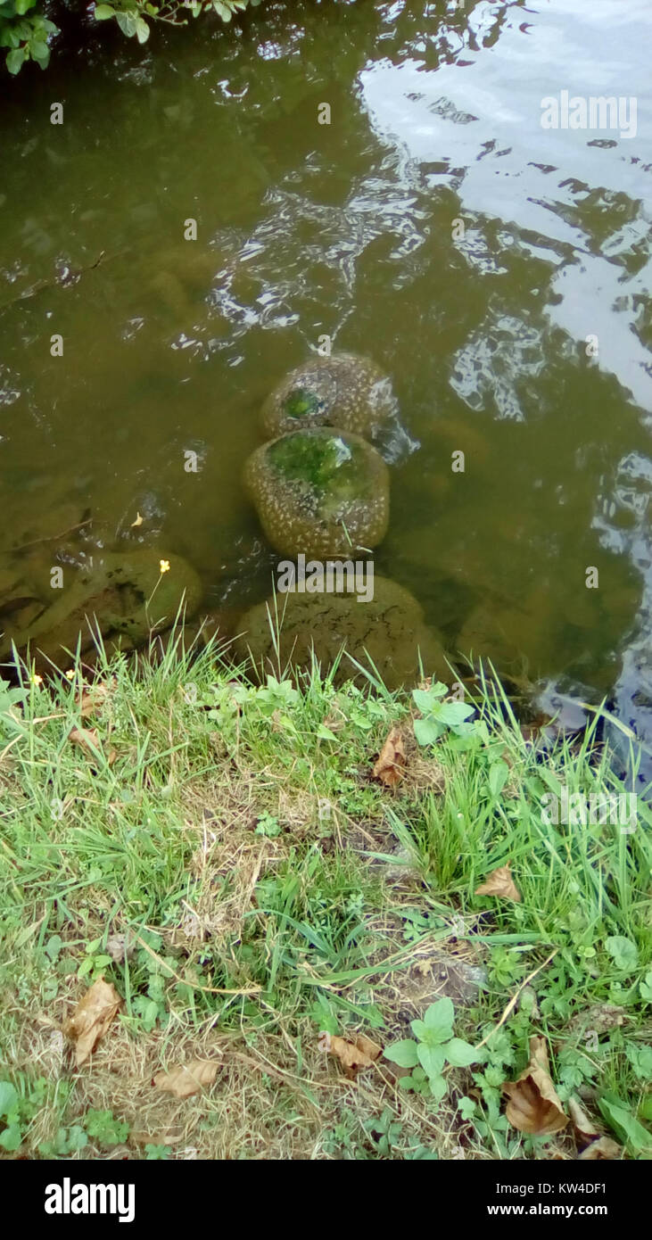Capitoline Wolf - Cologne, Germany - DSC09698 Stock Photo - Alamy