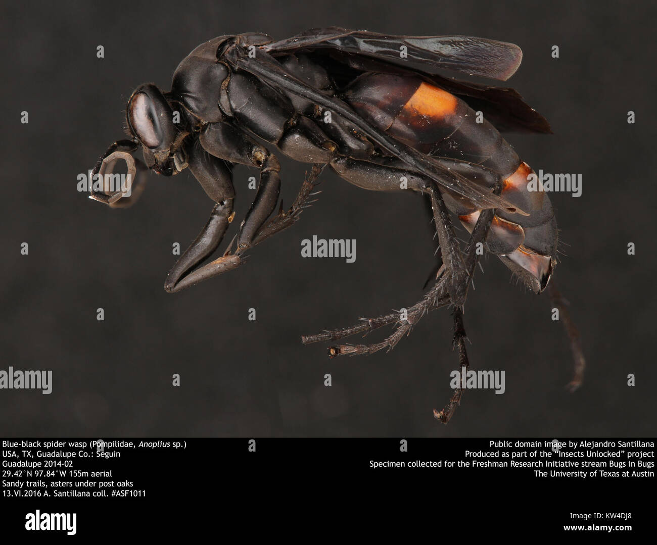 The Blue Black Spider Wasp (Pompilidae, Anoplius sp.) is a species of ...