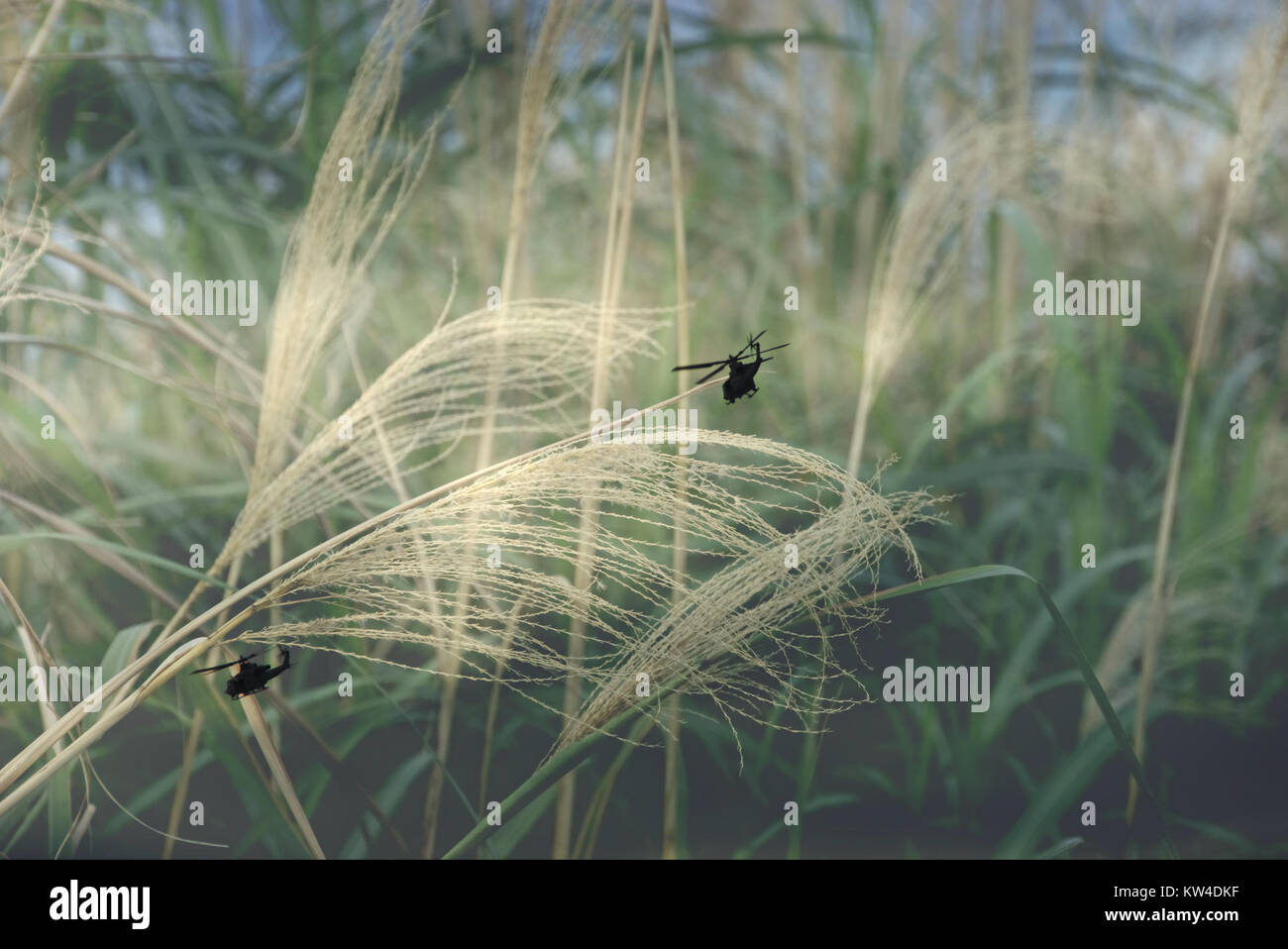 This image captures a double exposure of Black Hawk, a prominent Native ...