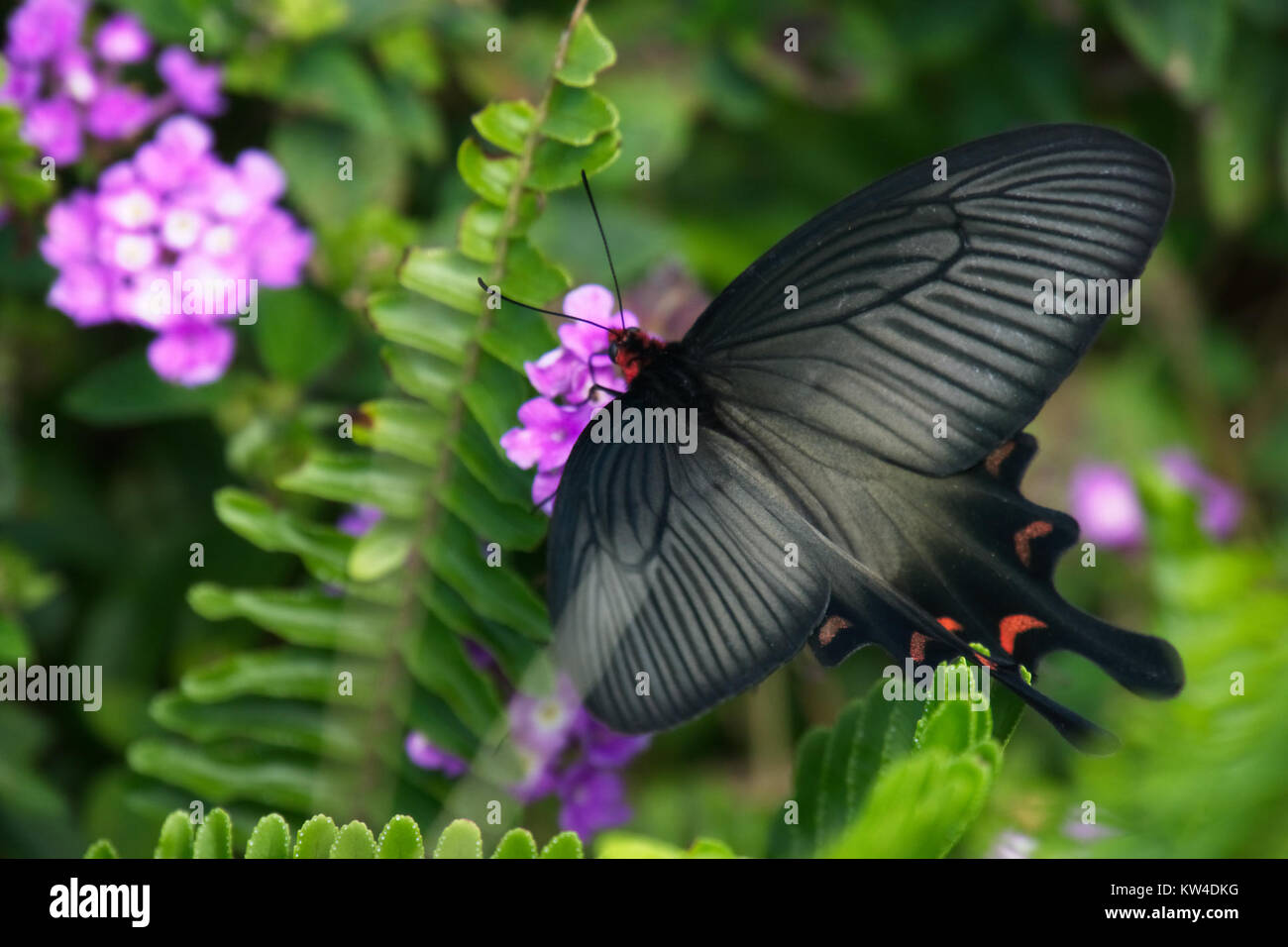 This image features a combination of colors: black, red, purple, and ...