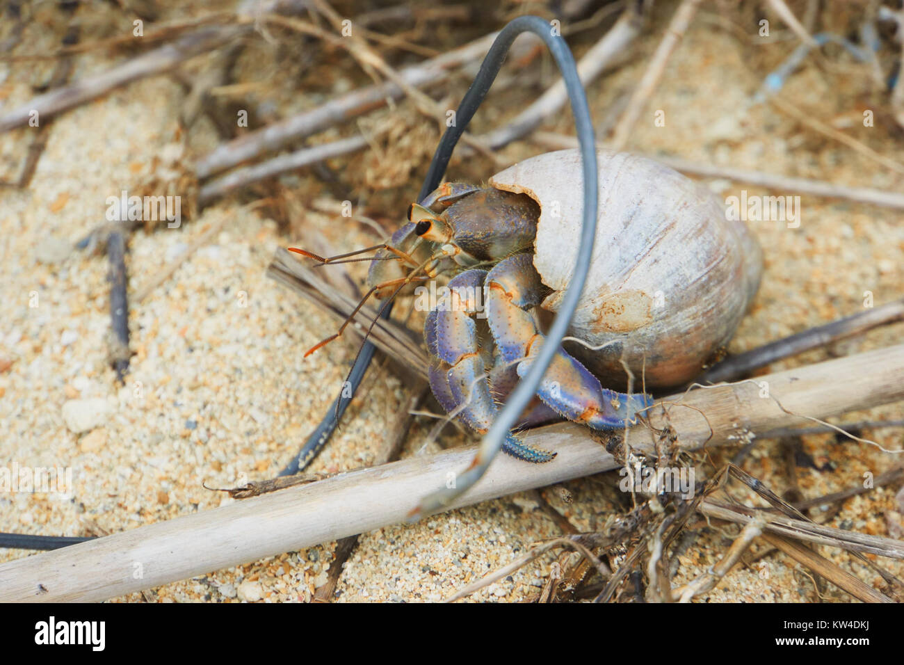 Blueberry Hermit Crab (26404647280 Stock Photo - Alamy
