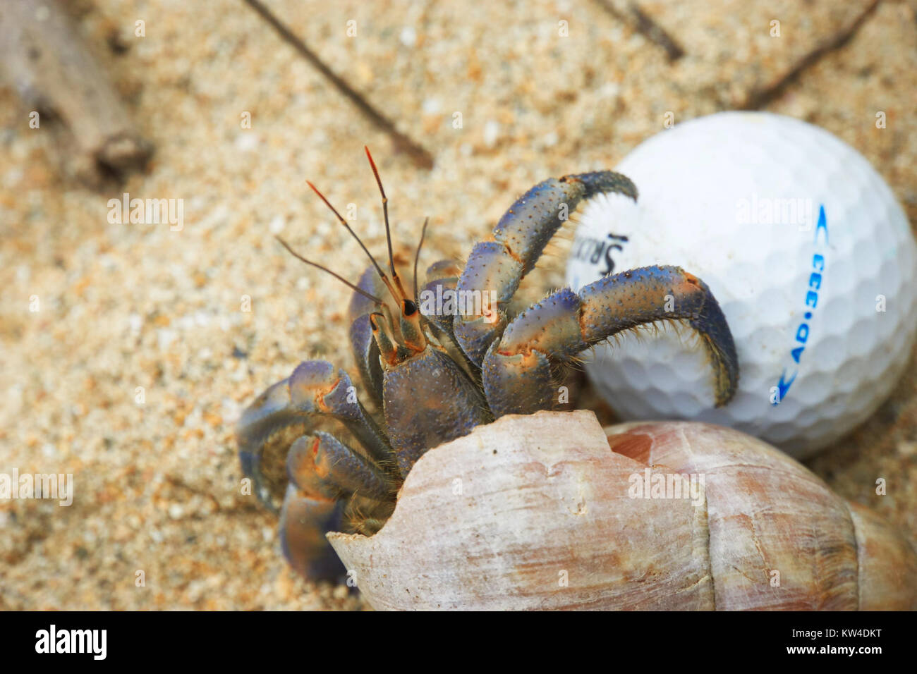 The Blueberry Hermit Crab is a species known for its striking ...
