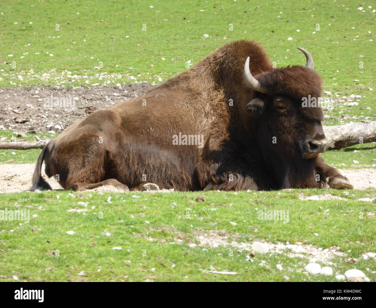 Bison bison athabascae, also known as the Wood Bison, is a subspecies ...