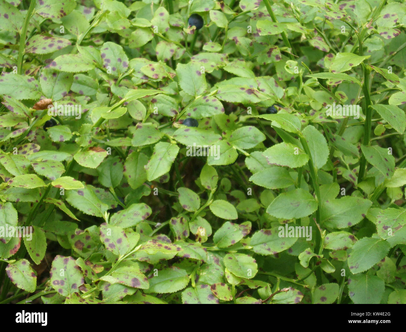 Picking wild blueberries in forest hi-res stock photography and images ...