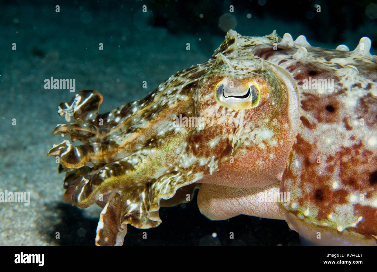 Two toned pygmy squid hi-res stock photography and images - Alamy