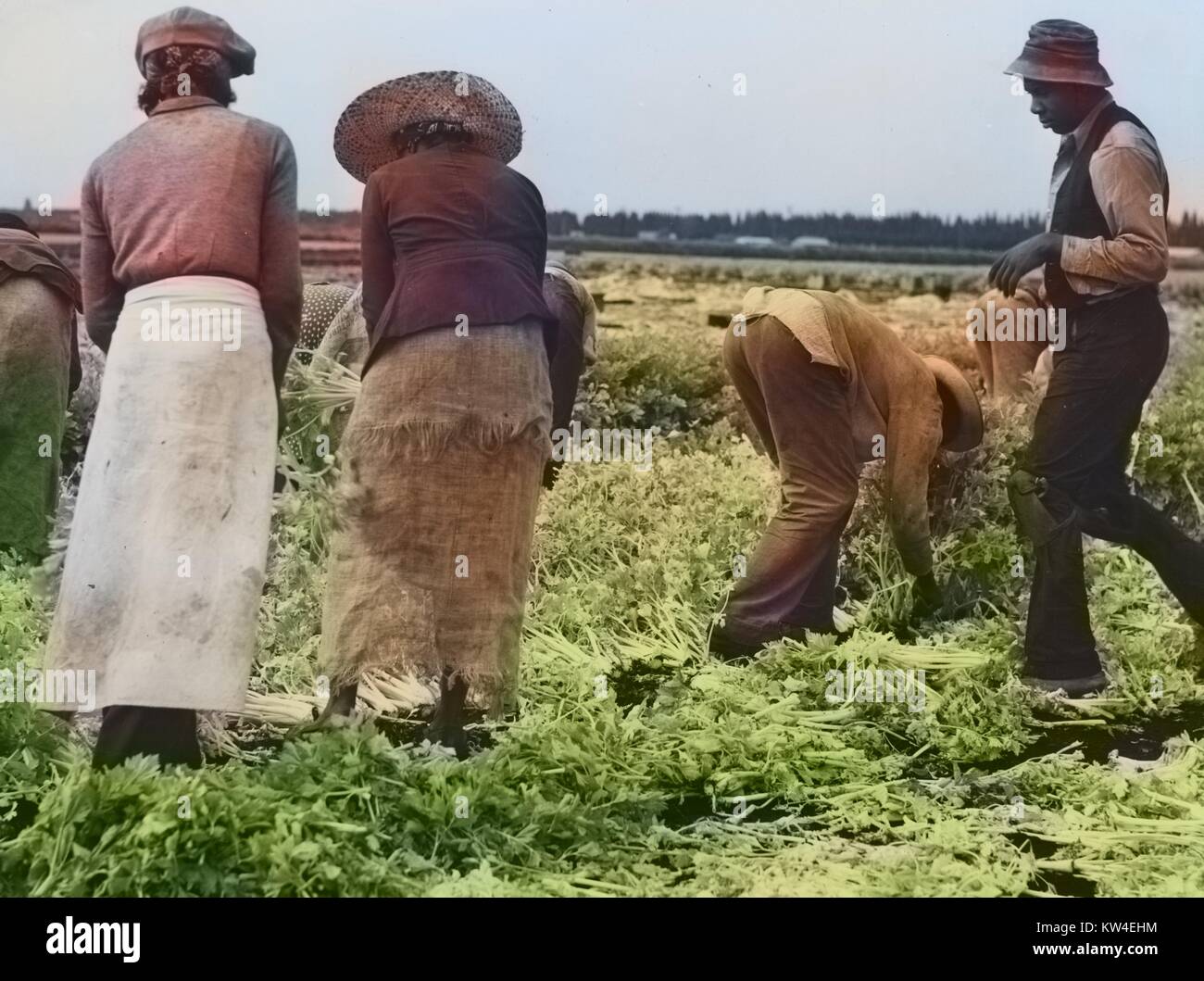 Animal agriculture 1900s hi-res stock photography and images - Alamy