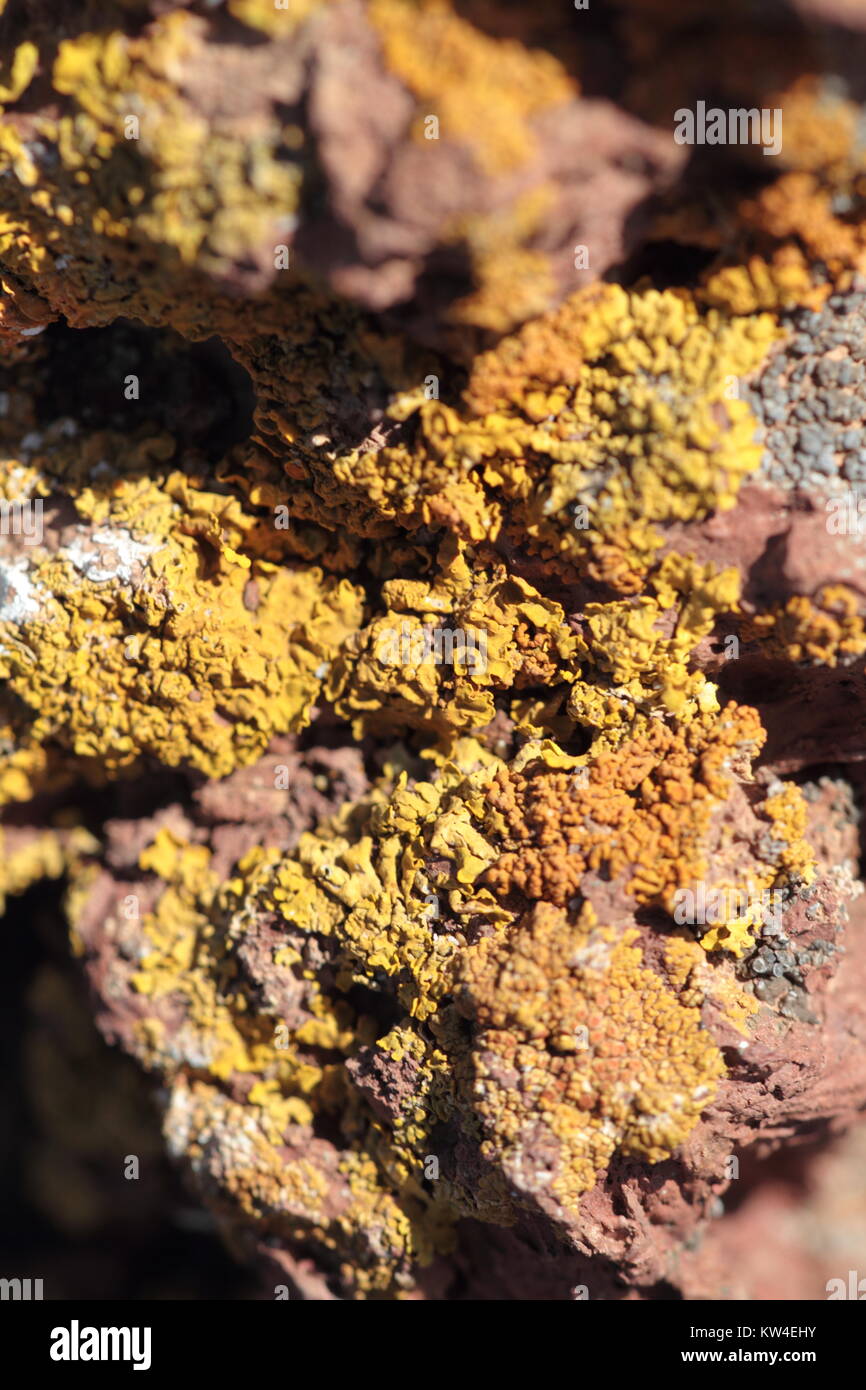 Yellow Lichen on Volcanic rocks Stock Photo - Alamy