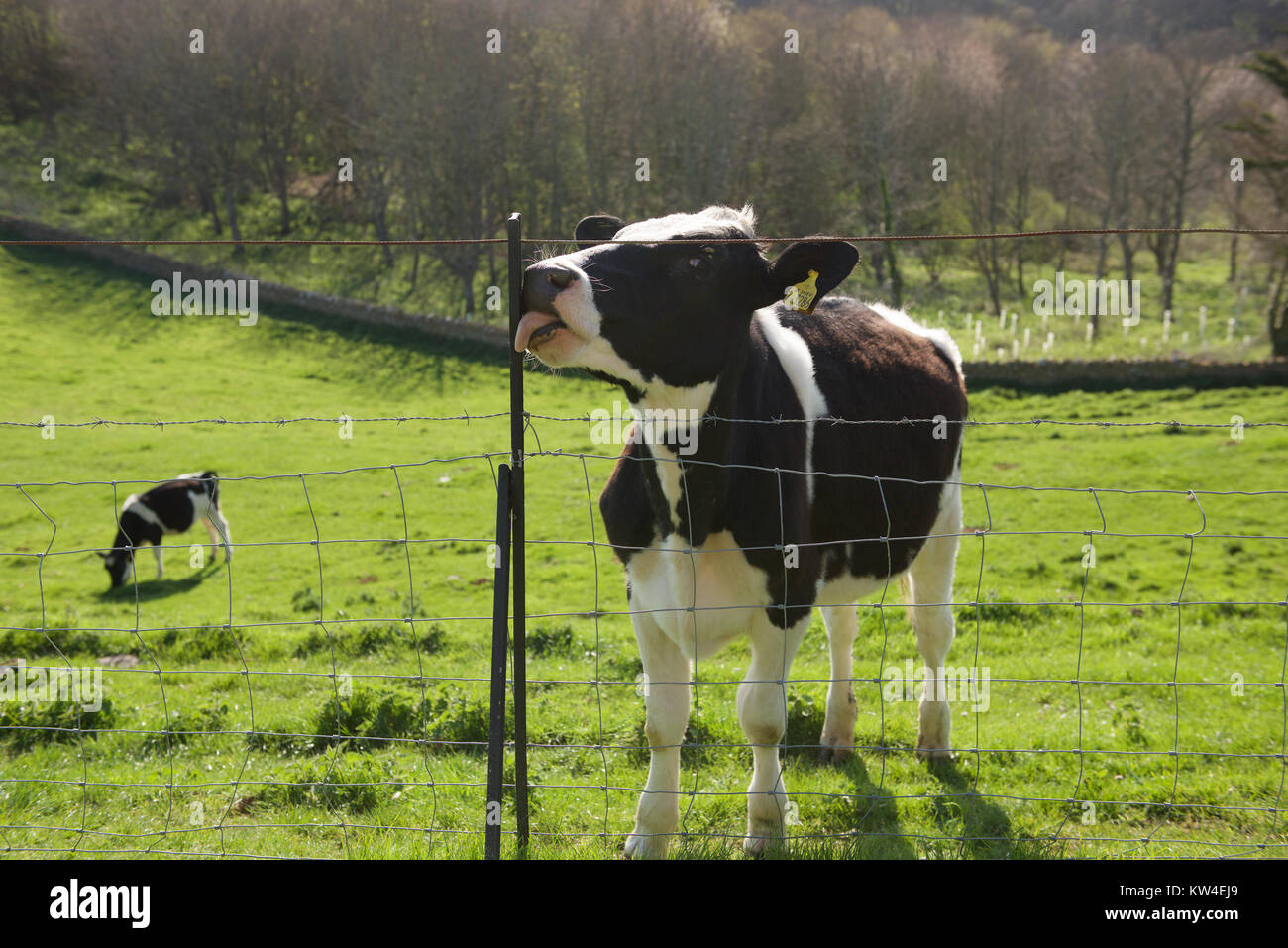 Black and White cow licking against a fence Stock Photo - Alamy