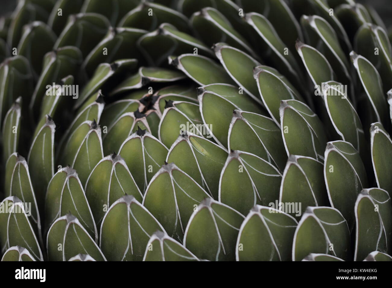 Marginal ecosystem hi-res stock photography and images - Alamy