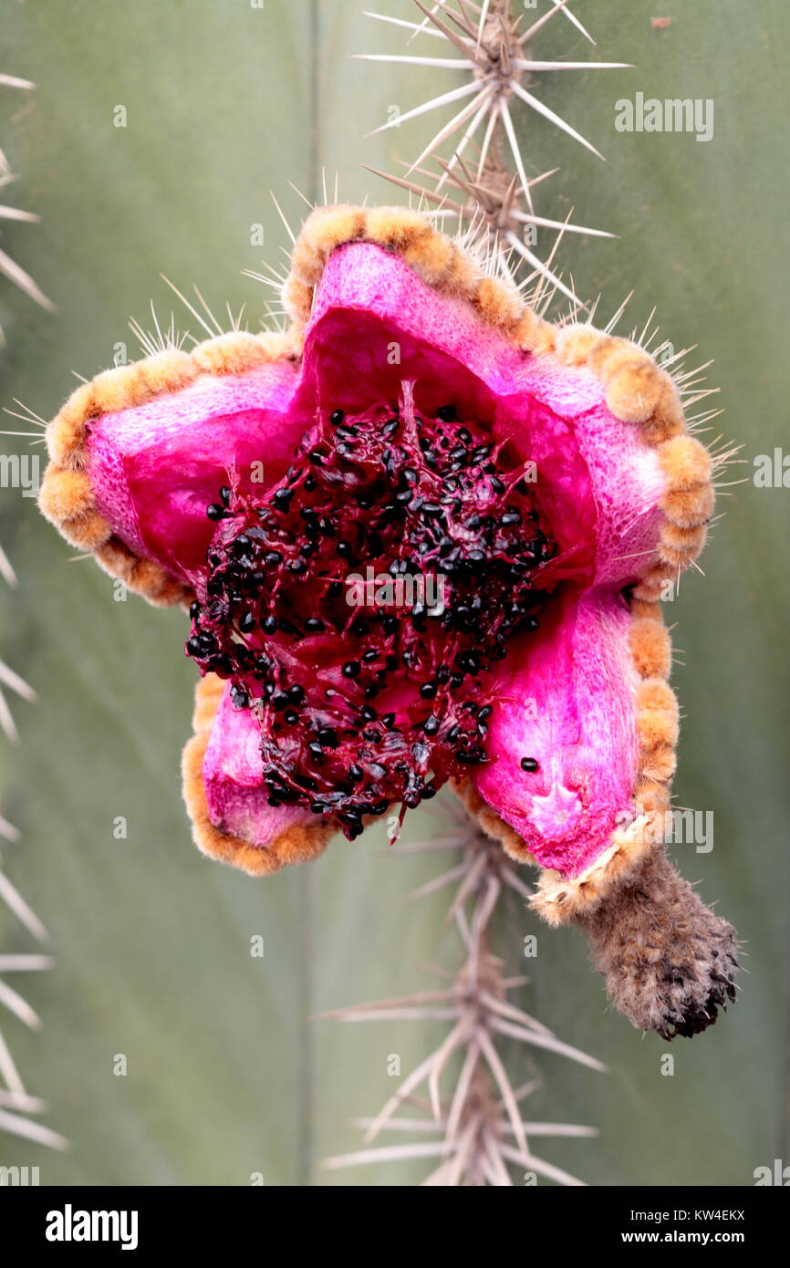 Disturbing flower hi-res stock photography and images - Alamy