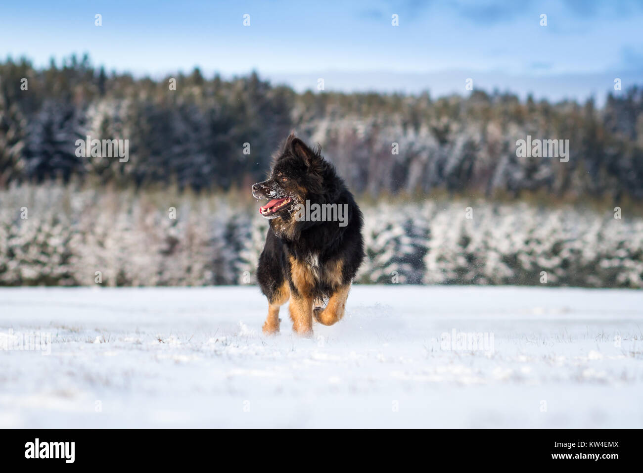 German shepherd morning sun hi-res stock photography and images - Alamy