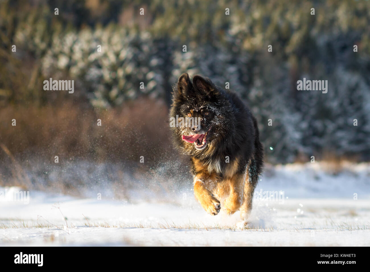 Black german shepherd dog running hi-res stock photography and images ...