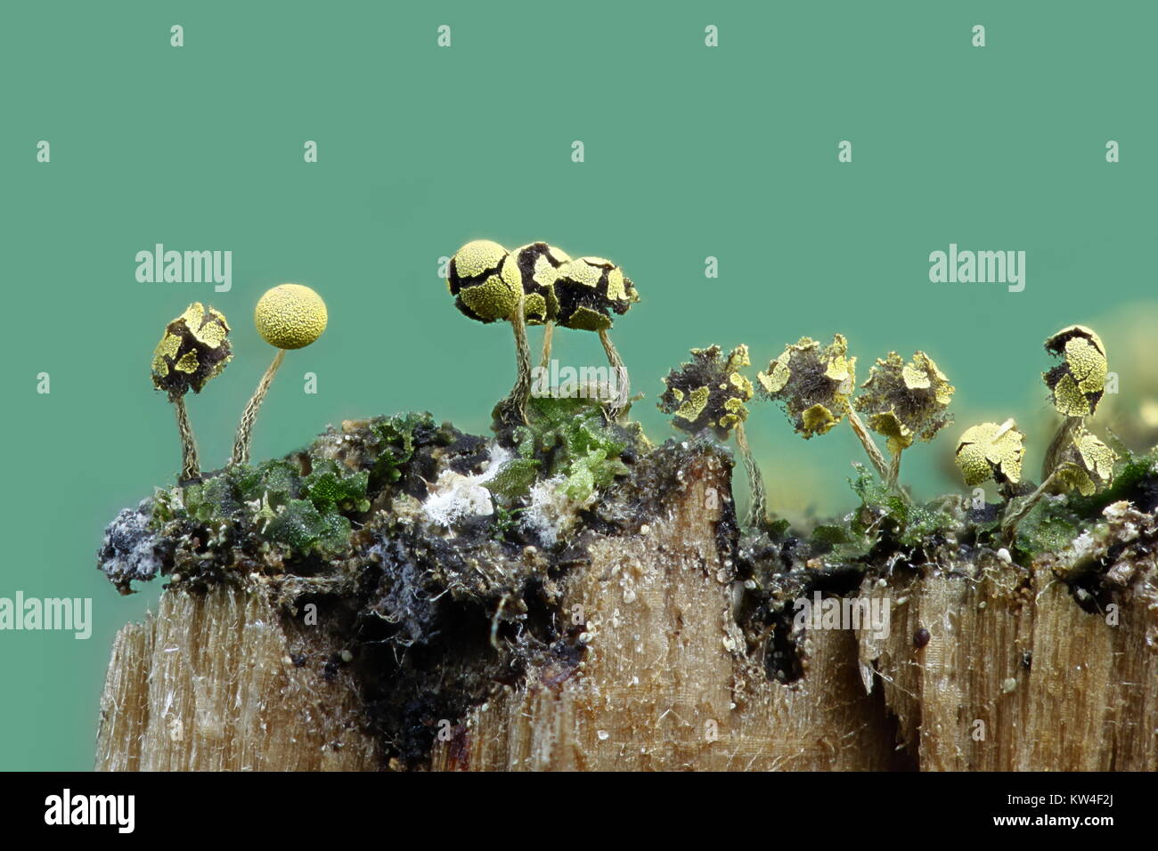 Golden slime mold hi-res stock photography and images - Alamy