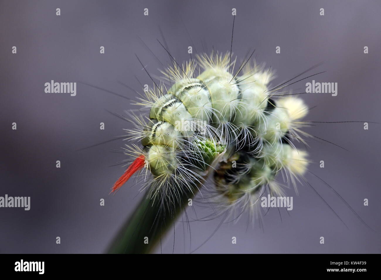Pale tussock moth caterpillar, Calliteara pudibunda Stock Photo - Alamy