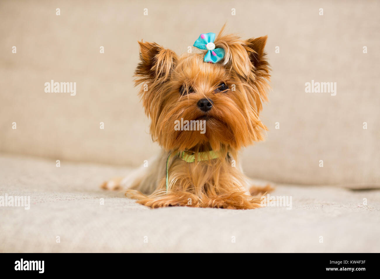 Miniature house red bow hi-res stock photography and images - Alamy
