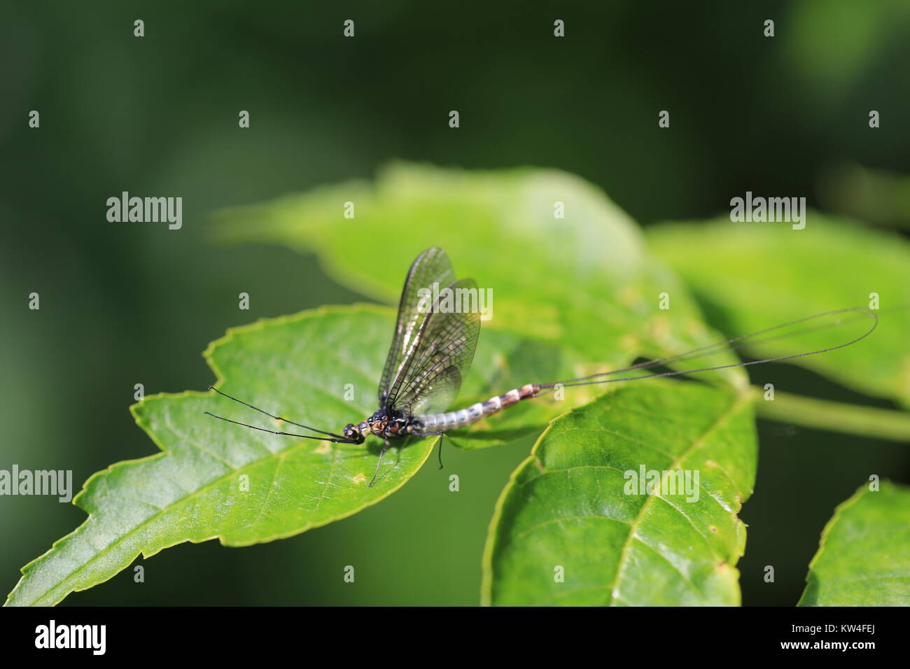 May fly hi-res stock photography and images - Alamy