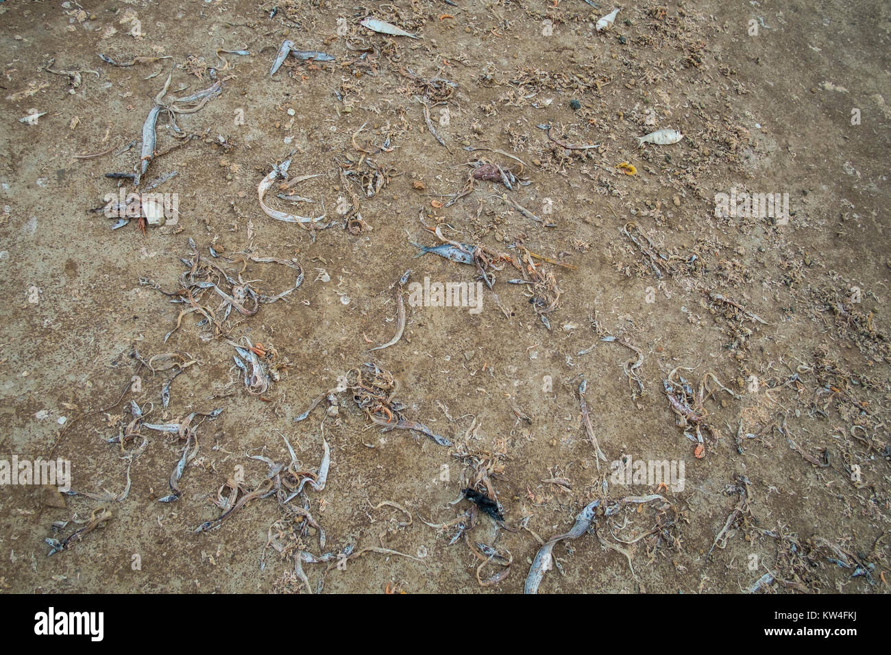 Excess and damaged fish discarded by commercial fishing at Madh Island ...