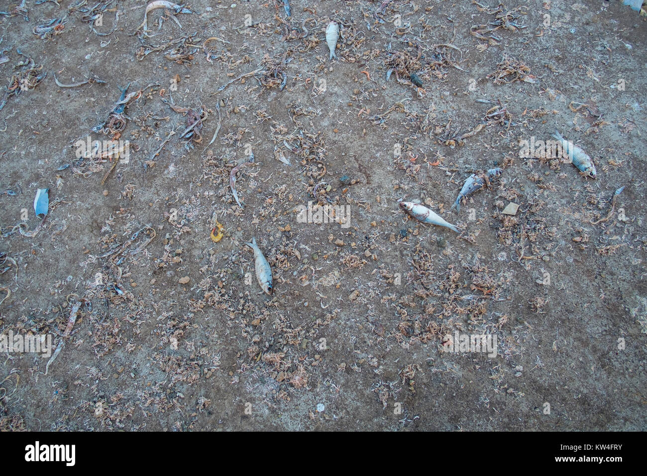 Excess and damaged fish discarded by commercial fishing at Madh Island ...