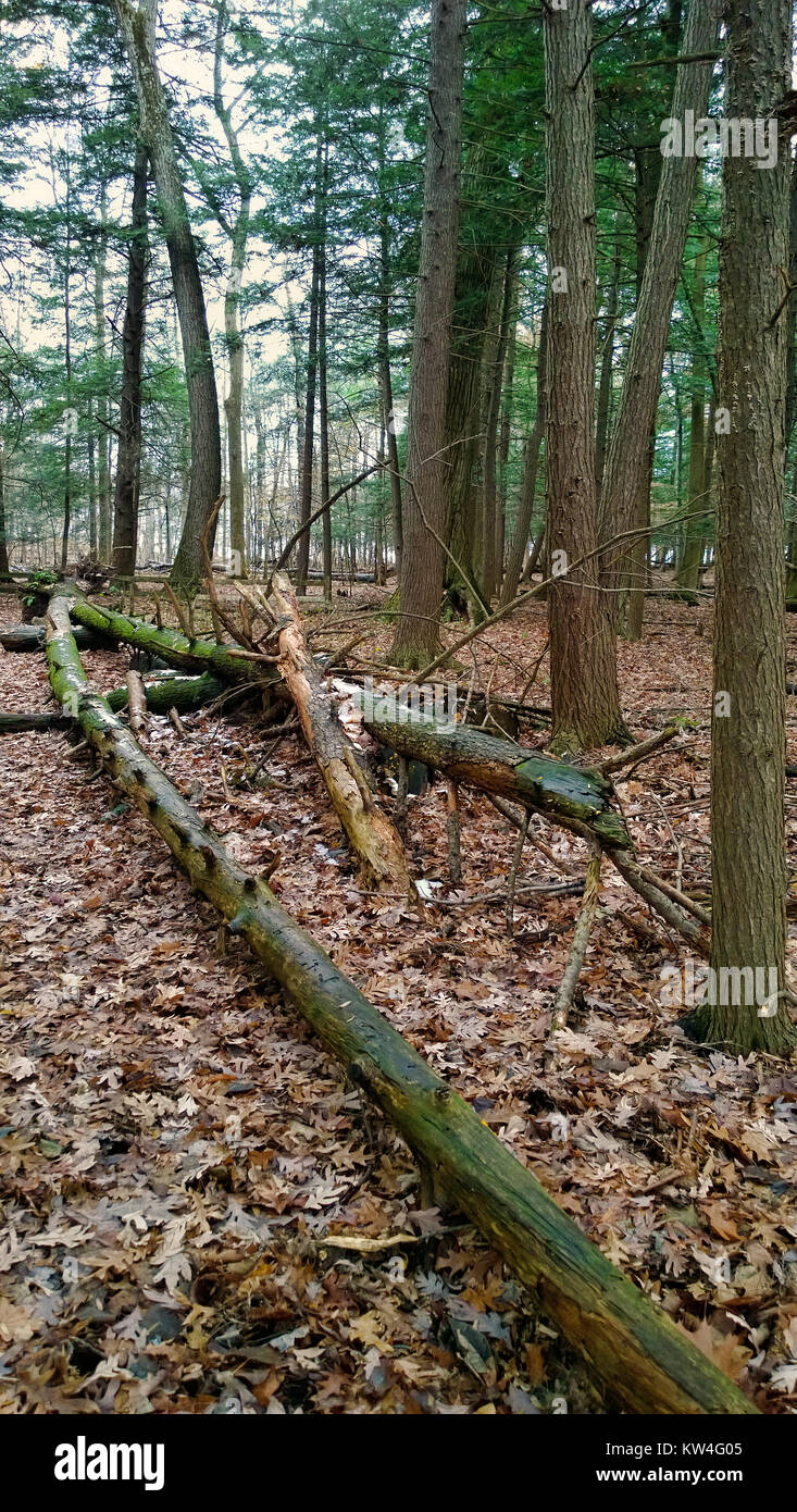 fallen trees in a forest in autumn Stock Photo - Alamy